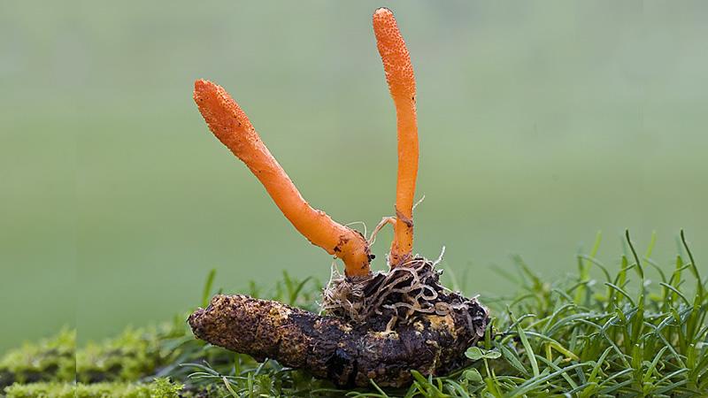 Control procesionaria del pino con el hongo Cordyceps militaris