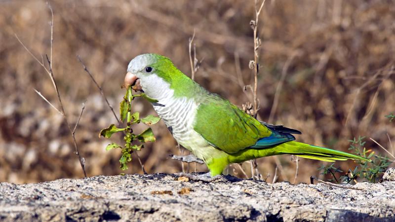 ¿Qué hacemos con las cotorras invasoras?