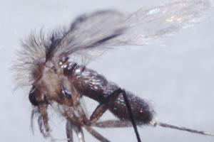 Leishmania tarentolae detectada por primera vez en flebótomos en España ...