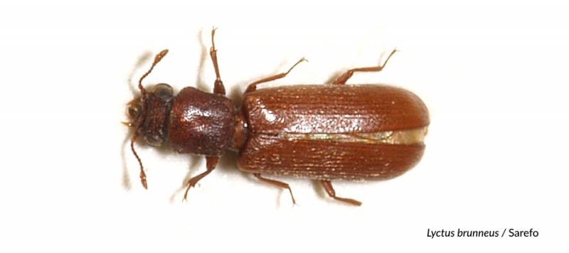 Carcoma del parquet (Lyctus brunneus) Plagas de la madera