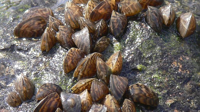 El mejillón cebra coloniza instalaciones urbanas e industriales ...