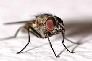 ¿Dónde están las moscas en invierno? | Higiene Ambiental