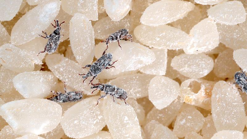 controlar insectos en alimentos almacenados