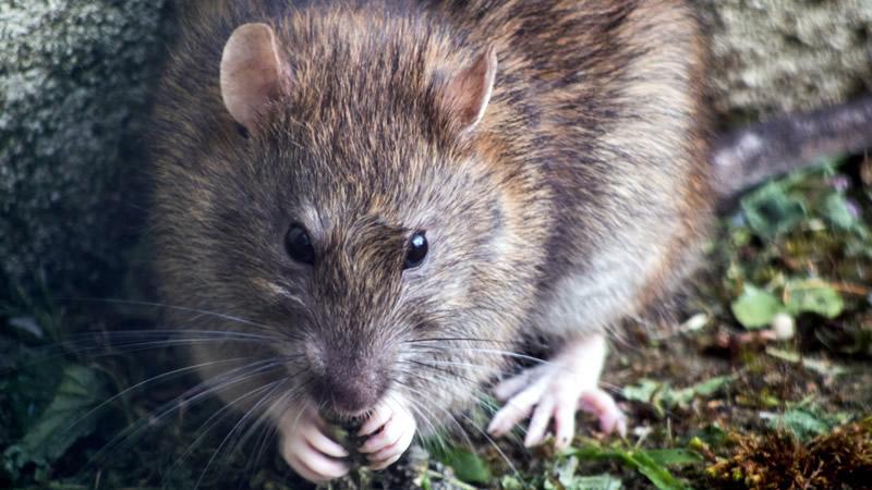 Parásitos zoonóticos en ratas urbanas