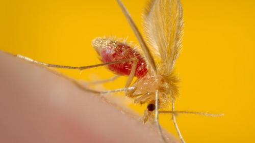 flebotomos | Higiene Ambiental