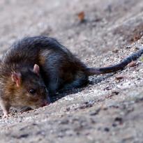 Las ratas urbanas reservorios y vectores de parásitos helmintos